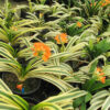 Pacific Horticulture | Cultivating Clivia