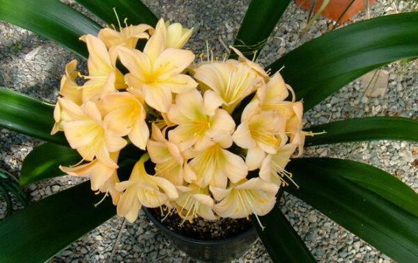 Pacific Horticulture | Cultivating Clivia