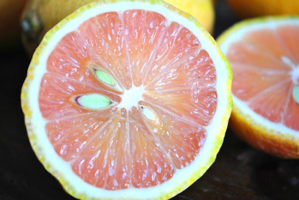 Pacific Horticulture | Seizing Citrus Season