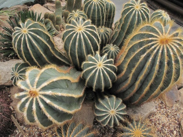 Pacific Horticulture | Historic Renewal