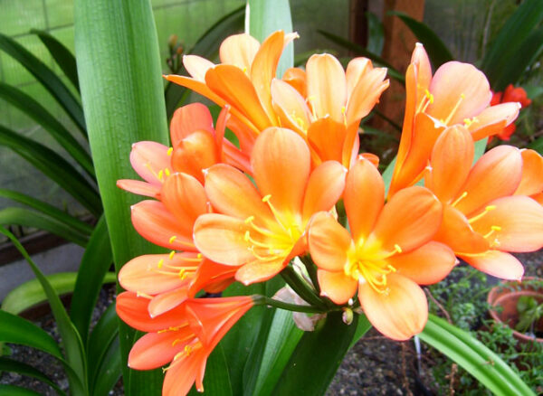 Pacific Horticulture | Clivia