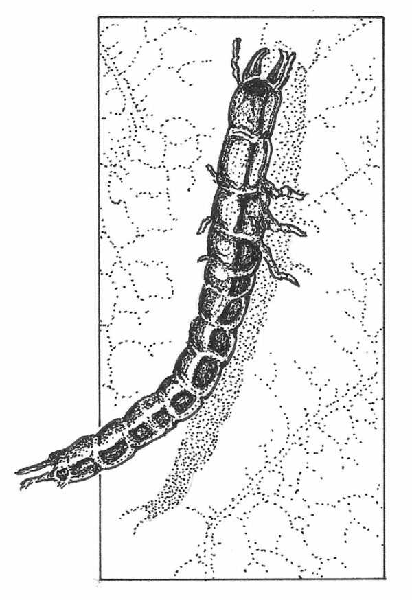 Pacific Horticulture | Garden Allies: Predaceous Ground Beetles