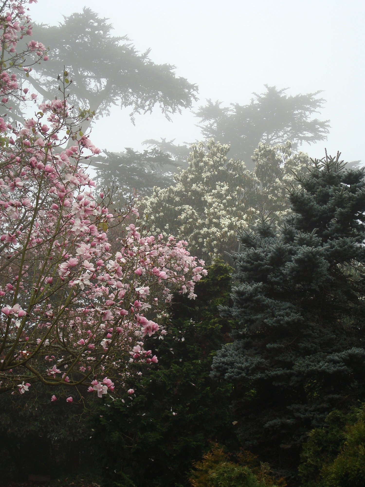 Pacific Horticulture | Marvelous Magnolias at the San Francisco ...