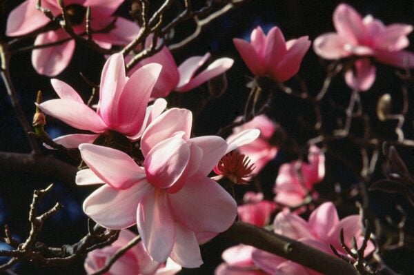 Pacific Horticulture | Marvelous Magnolias at the San Francisco ...