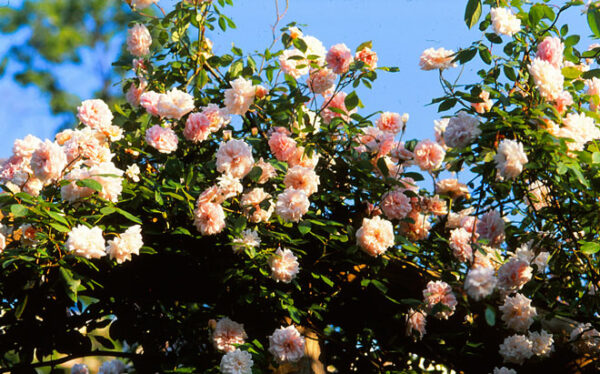 Pacific Horticulture | California's Oldest Surviving Roses