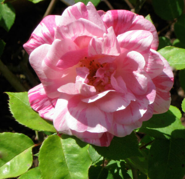 Pacific Horticulture | California's Oldest Surviving Roses