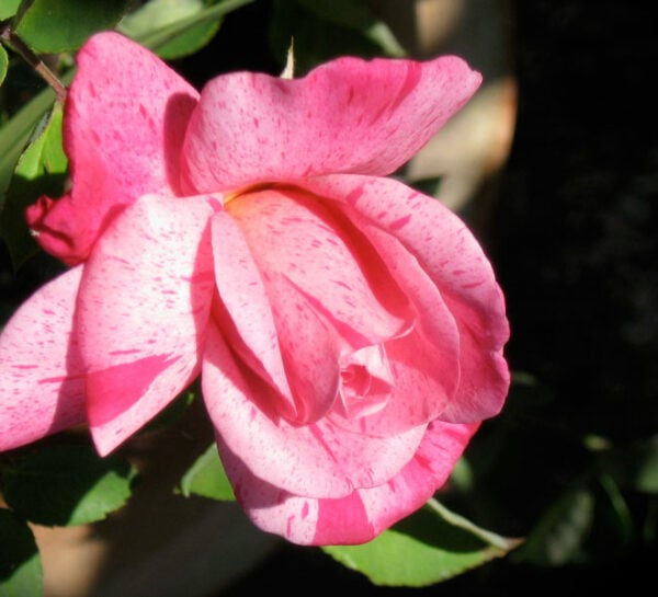Pacific Horticulture | California's Oldest Surviving Roses