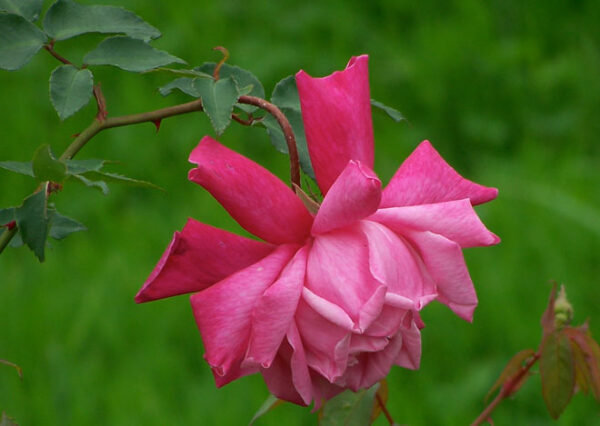 Pacific Horticulture | California's Oldest Surviving Roses