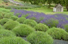 Pacific Horticulture | Lavender: Growing Guide