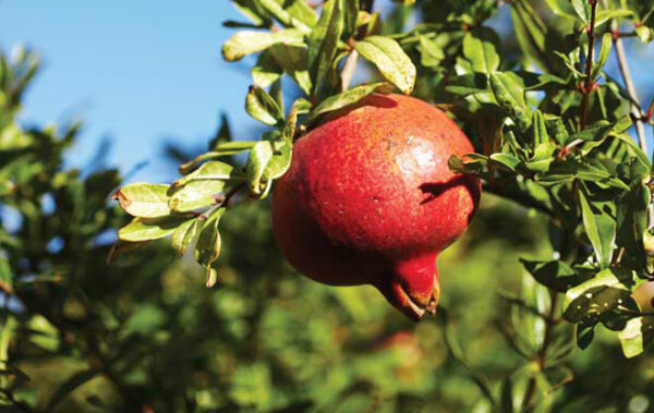 Pacific Horticulture | Front Yard Fruit
