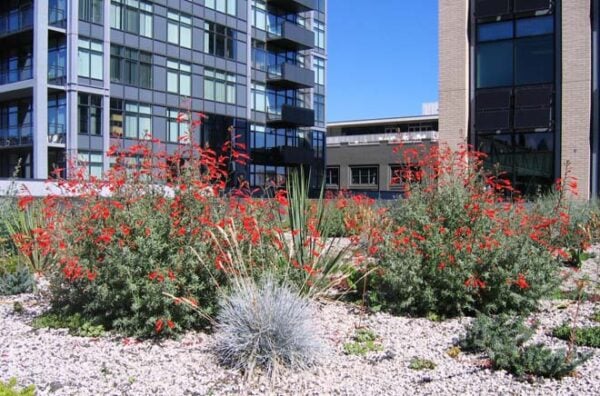 Pacific Horticulture | The “M” Financial Living Roof