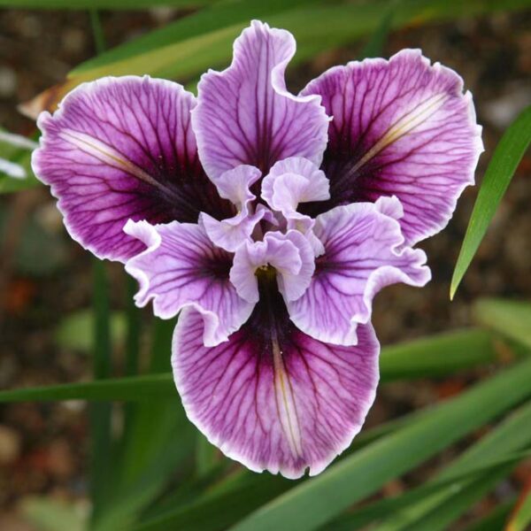 Pacific Horticulture | Resource Guide:Pacific Coast Iris