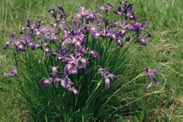 Pacific Horticulture | Pacific Coast Iris
