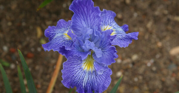 Pacific Horticulture | Pacific Coast Iris
