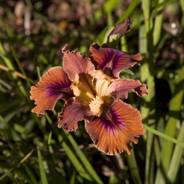 Pacific Horticulture | Resource Guide:Pacific Coast Iris