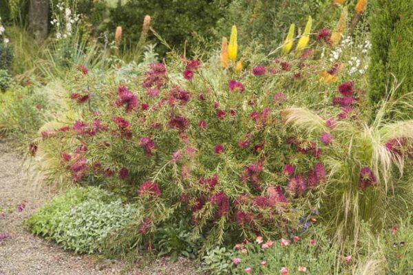 Pacific Horticulture | Northwest Xeric