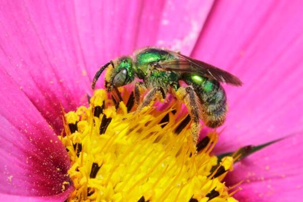 Pacific Horticulture | Gardening for Native Bees