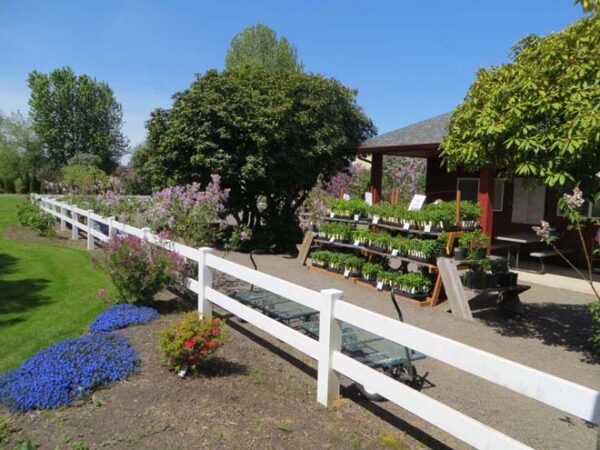 Pacific Horticulture | Hulda Klager Lilac Garden