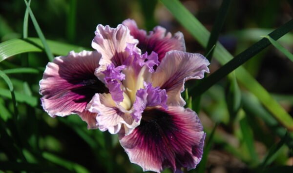 Pacific Horticulture | Pacific Coast Iris