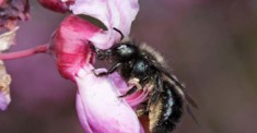 Pacific Horticulture | Gardening for Native Bees