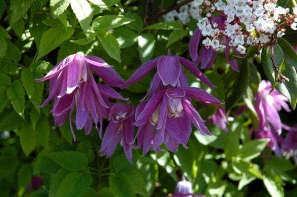 Pacific Horticulture | Clematis in Bloom