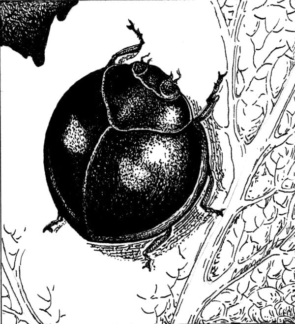 Pacific Horticulture | Garden Allies: Lady Beetles