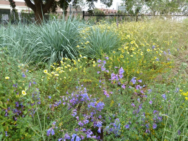 Pacific Horticulture | Nature Gardens