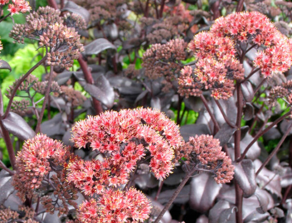 Pacific Horticulture | Sedums