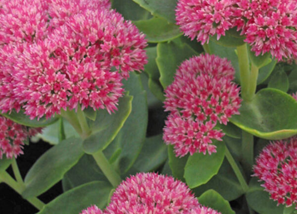 Pacific Horticulture | Sedums