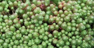 Pacific Horticulture | Sedums