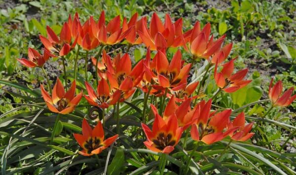 Pacific Horticulture | Tulips in the Wild