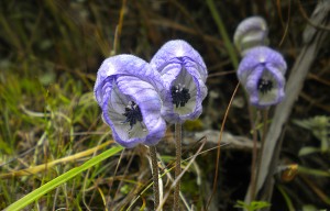Pacific Horticulture | Discover the Sikkim Himalayas