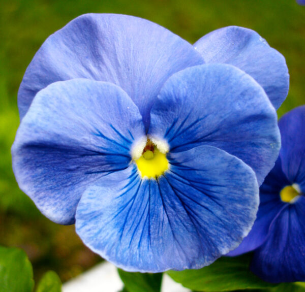 Pacific Horticulture | Designing with Blue