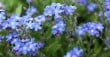 Pacific Horticulture | Designing with Blue