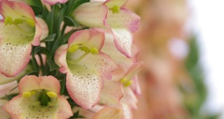 Pacific Horticulture | Digitalis 'Illumination Flame'