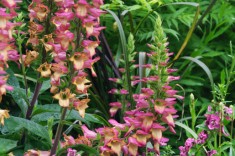 Pacific Horticulture | Seed Security