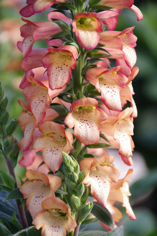 Pacific Horticulture | Digitalis 'Illumination Flame'