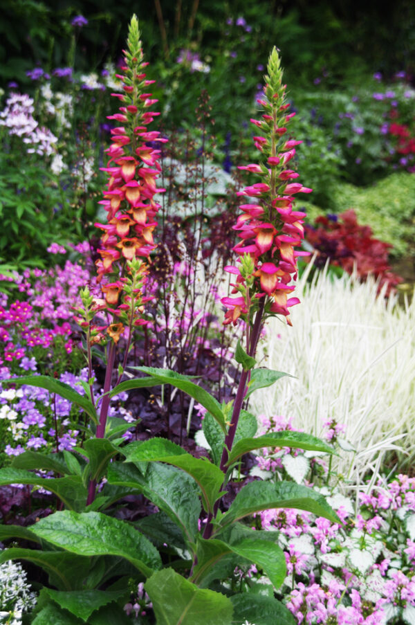 Pacific Horticulture | Digitalis 'Illumination Flame'