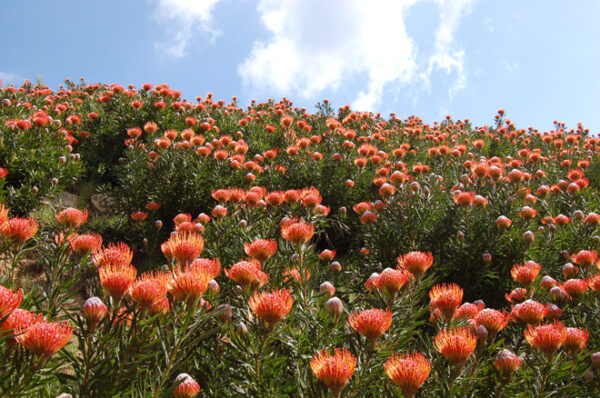 Pacific Horticulture | Protea