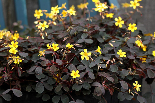 Pacific Horticulture | Oxalis Care