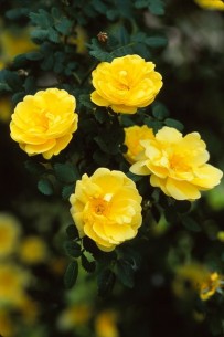 Pacific Horticulture | Roses Popular in California in the 1850s