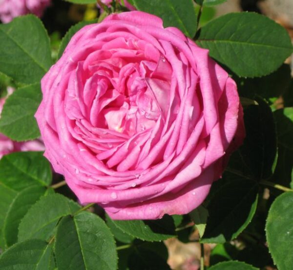 Pacific Horticulture | Roses Popular in California in the 1850s