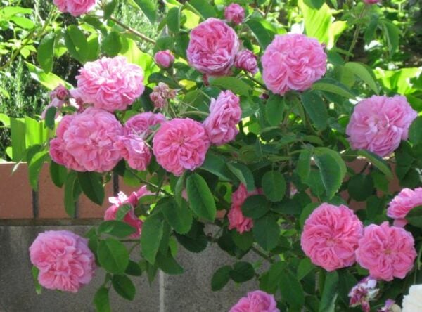 Pacific Horticulture | Roses Popular in California in the 1850s
