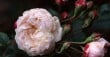 Pacific Horticulture | Roses Popular in California in the 1850s