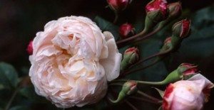 Pacific Horticulture | Roses Popular in California in the 1850s