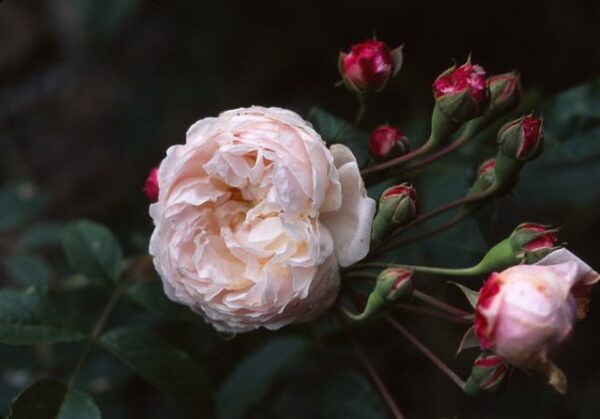 Pacific Horticulture | Roses Popular in California in the 1850s