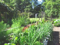 Pacific Horticulture | Growing Good