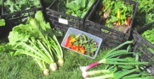 Pacific Horticulture | Growing Good