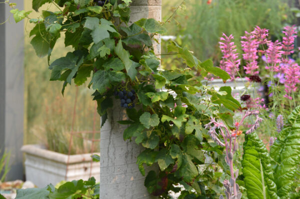 Pacific Horticulture | We Went to a Garden Party