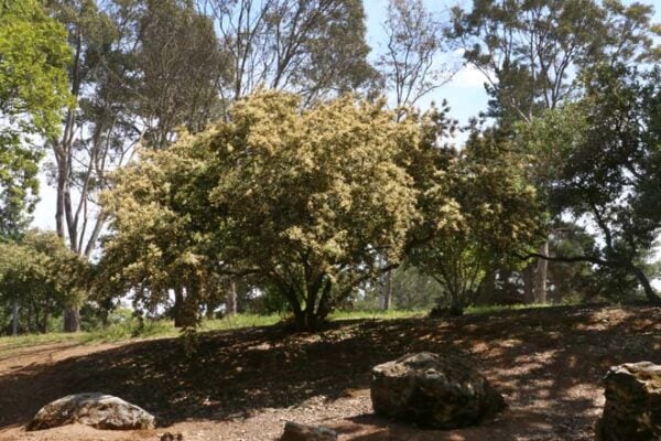 Pacific Horticulture | Gavilan College Arboretum